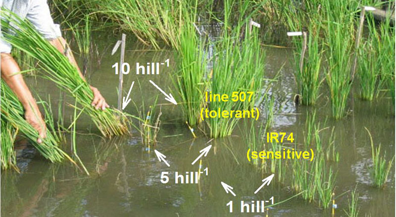 Rice with high grain zinc content and tolerance of zinc deficient soils