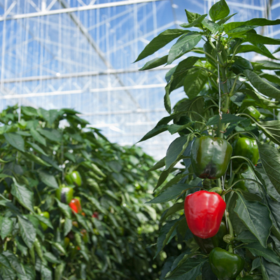 Agrifood CPD courses